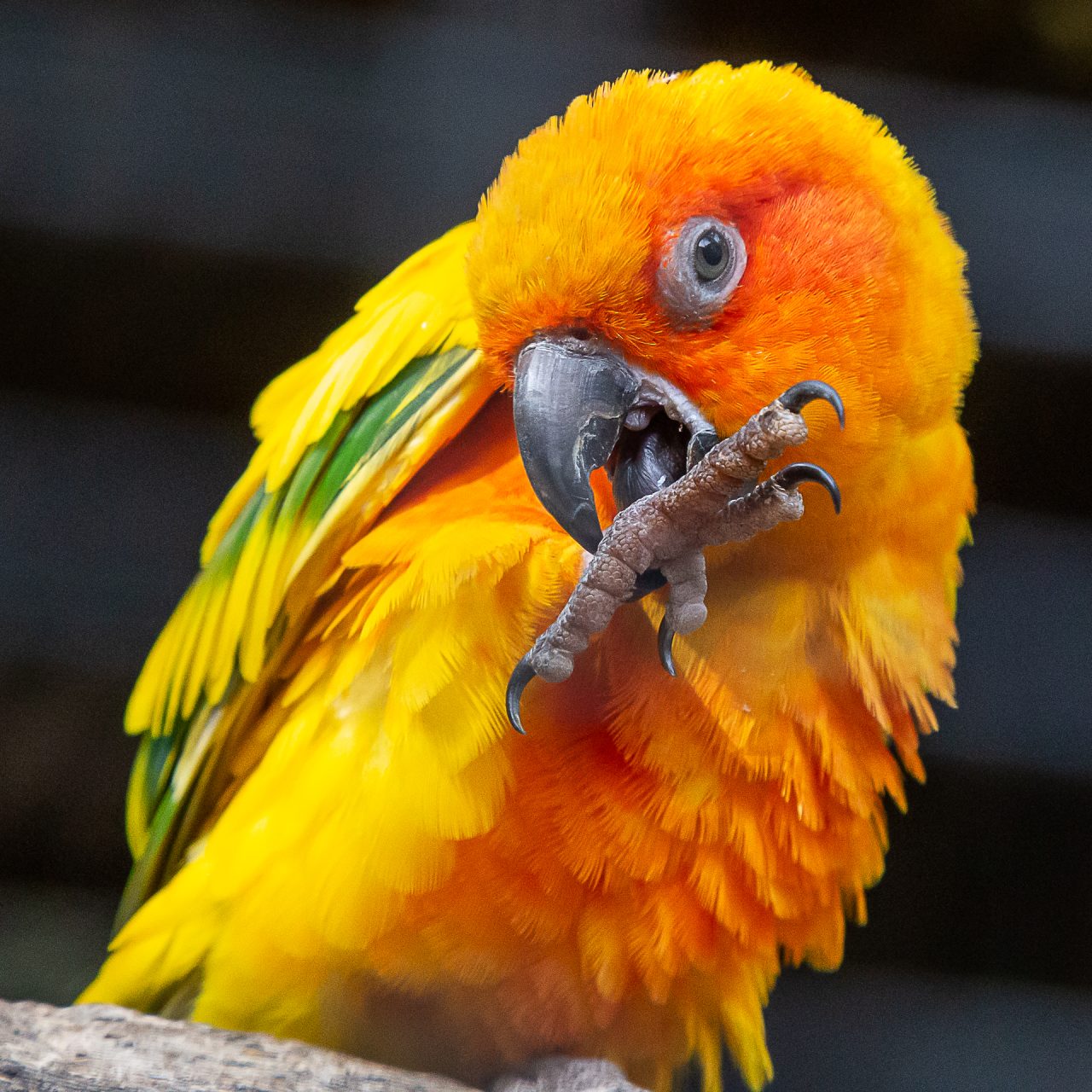 Sun Conure | Redz Zoo