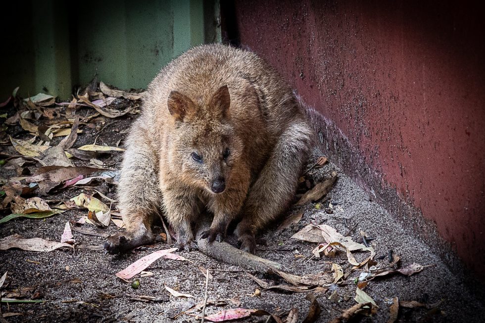 Quokka | Redz Zoo