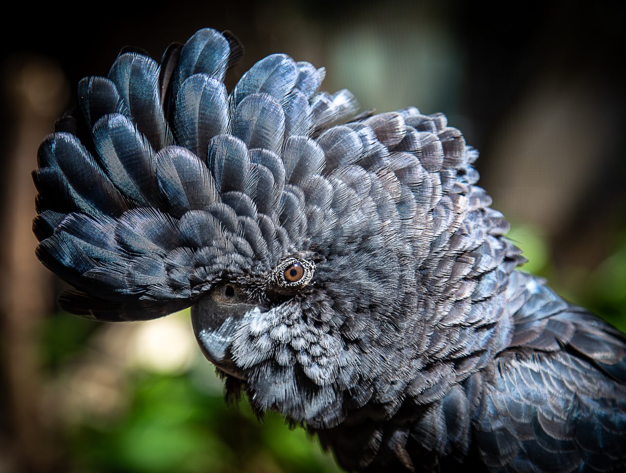 Red-tailed Black Cockatoos | Redz Zoo